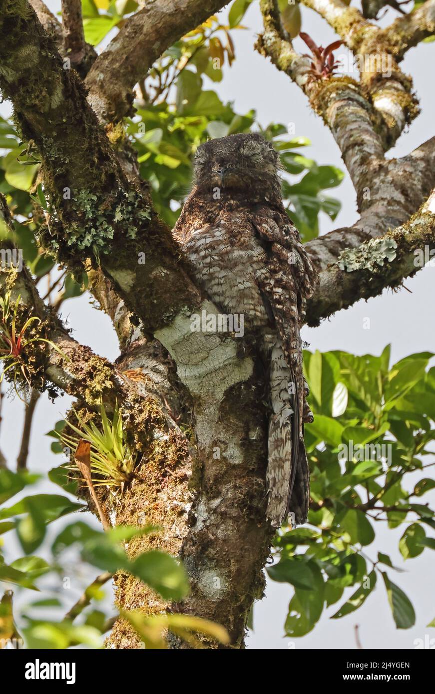 Great Potoo (Nyctibius grandis grandis) adult roosting on branch in the ...