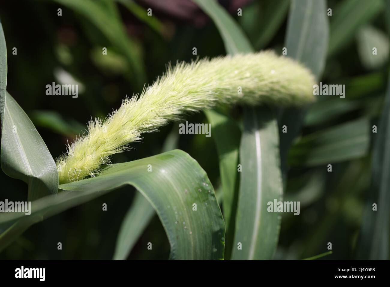 Setria hi-res stock photography and images - Alamy