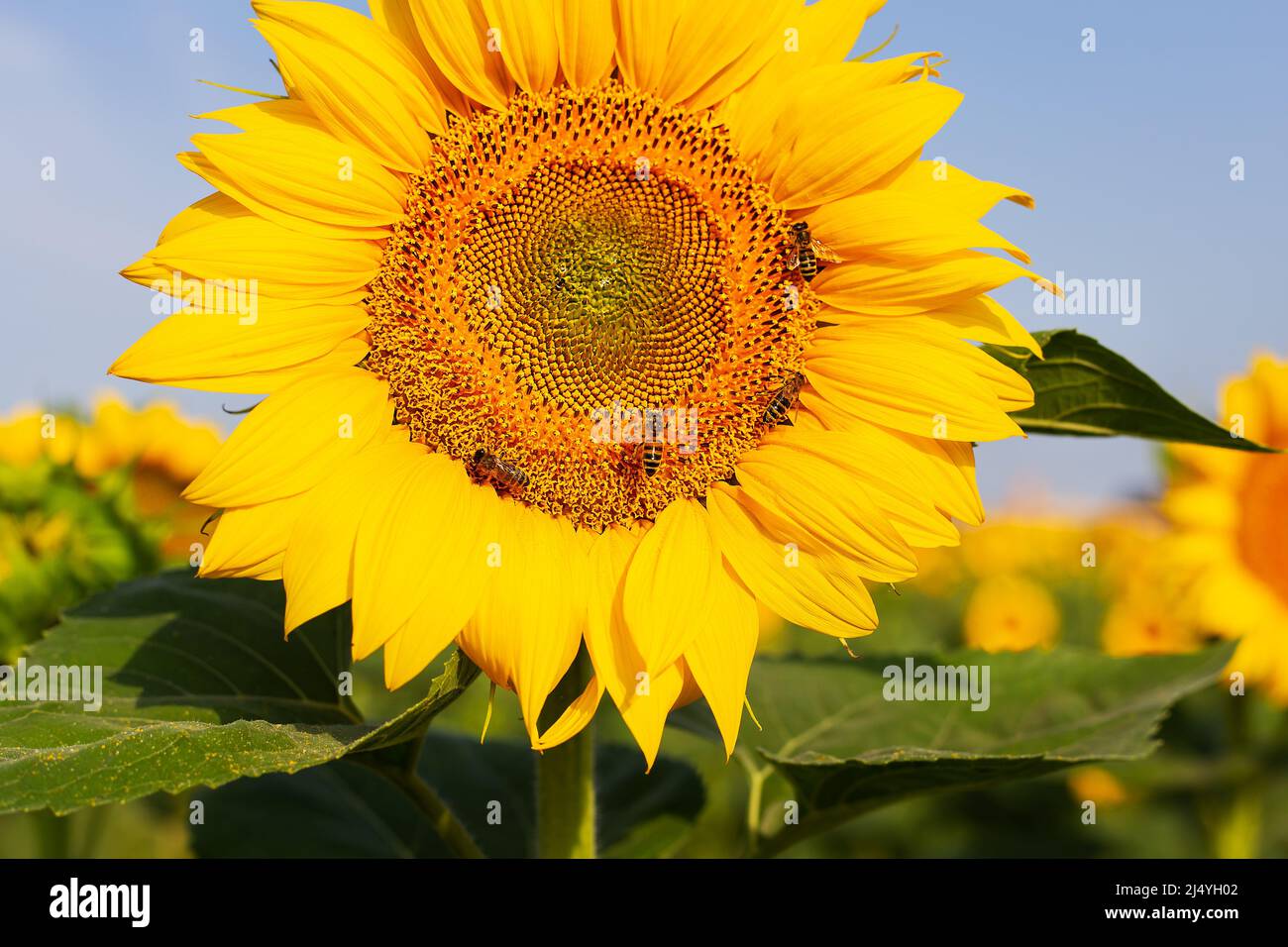 A beautiful field of blooming golden sunflowers against a blue sky ...