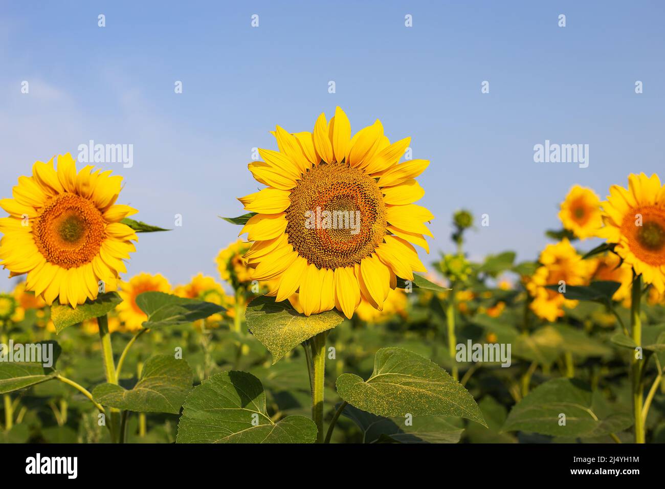 A beautiful field of blooming golden sunflowers against a blue sky ...