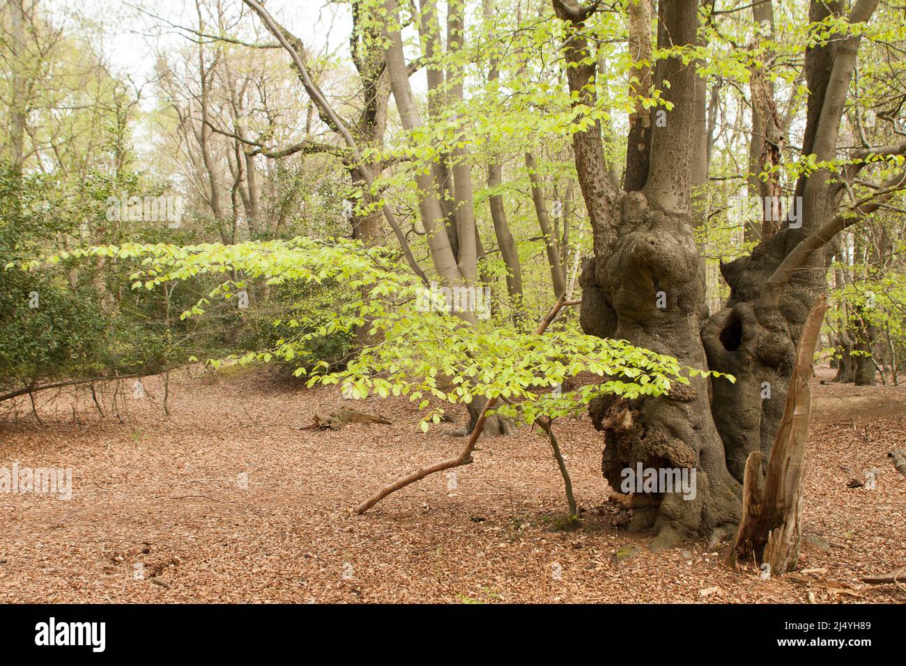 Thames Valley Epping Forest Essex, England UK Europe Stock Photo - Alamy