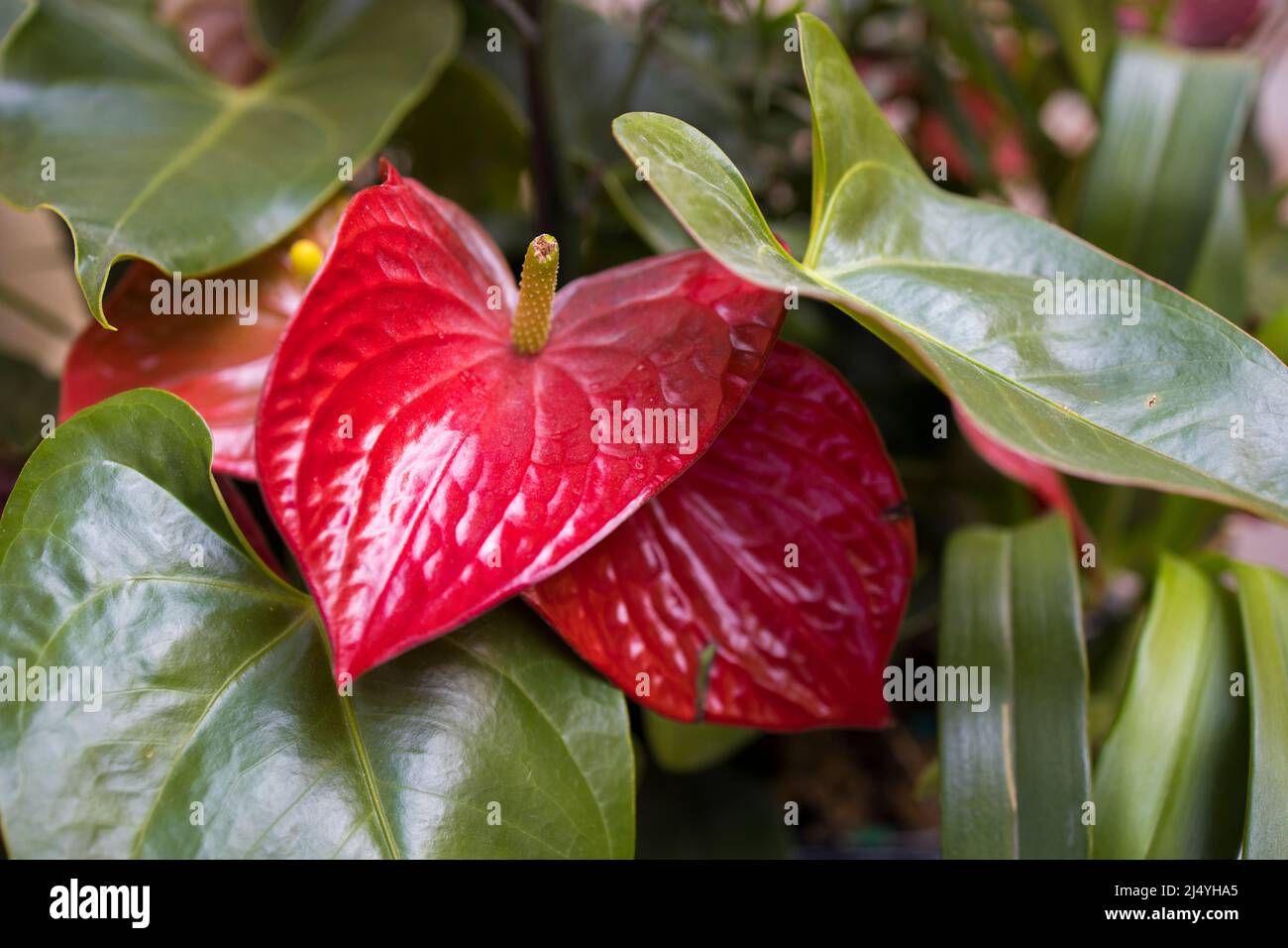 Anthurium scherzerianum, the flamingo flower or pigtail plant, is a ...