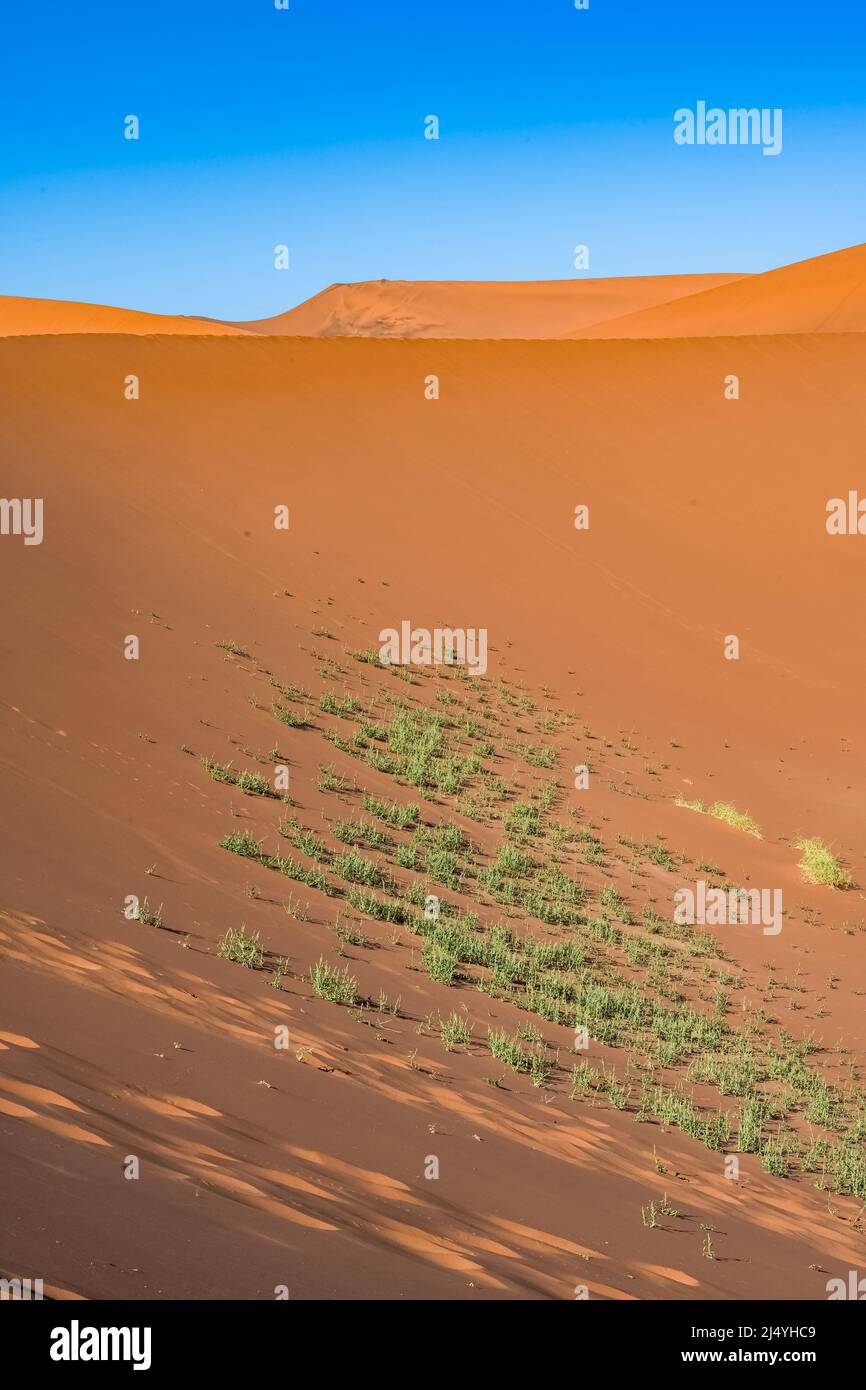 Namibia, the Namib desert, grass in the red dunes in background Stock ...