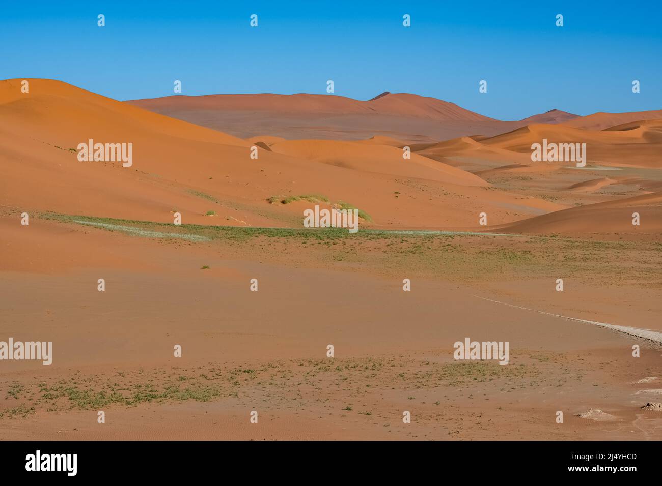 Namibia, the Namib desert, grass in the red dunes Stock Photo - Alamy