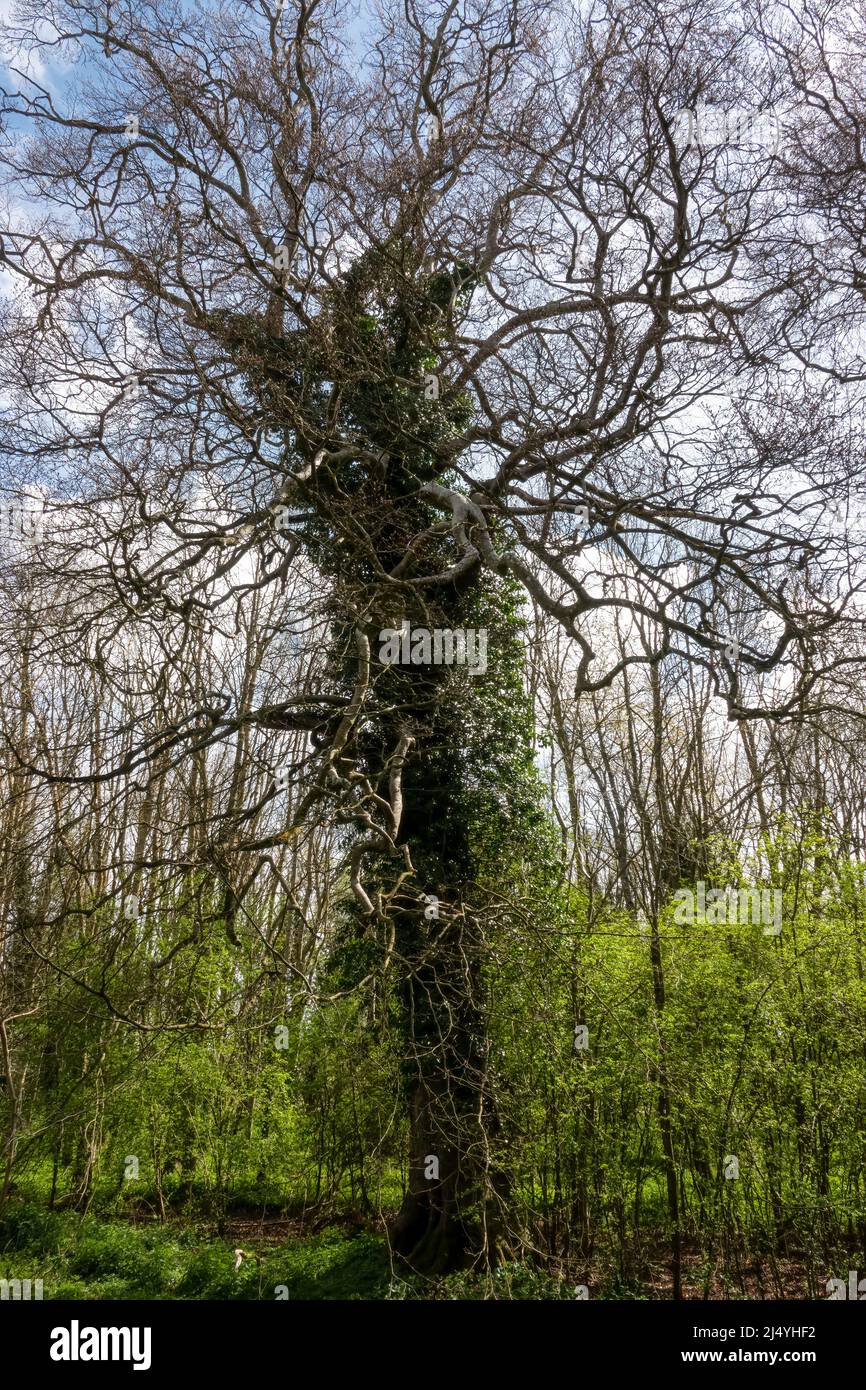 looking at the twisted and gnarled branches of a curly oak tree ...