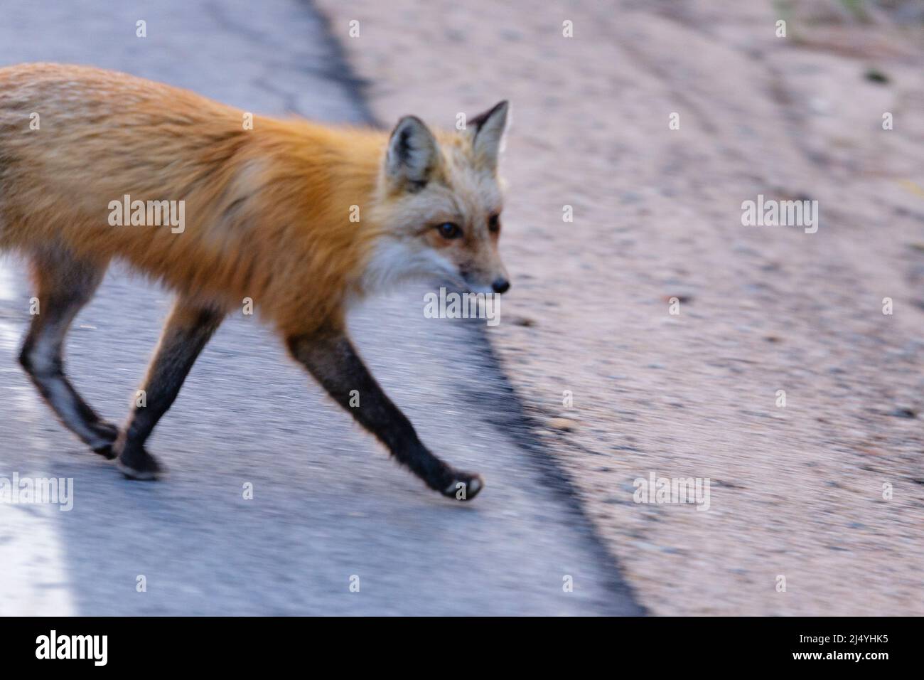 Red Fox - Vulpes vulpes - on the side of the Kancamagus Highway (Route ...