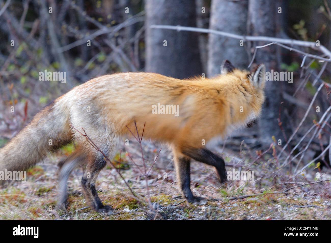 Red Fox - Vulpes vulpes - on the side of the Kancamagus Highway (Route ...