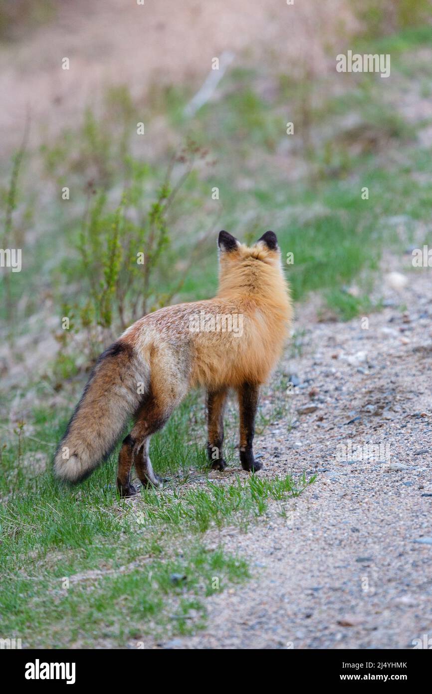 Red Fox - Vulpes vulpes - on the side of the Kancamagus Highway (Route ...