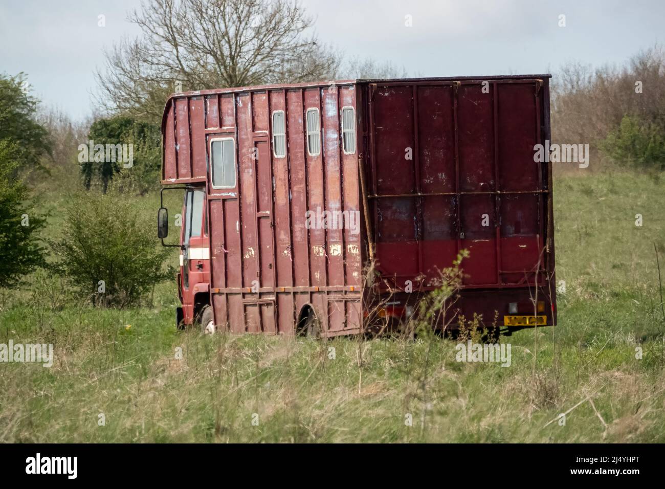 large dark red coach work horse transport lorry in motion through open ...