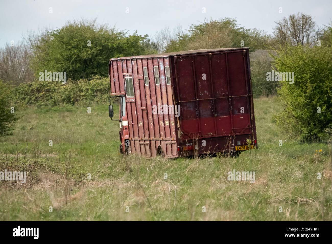 large dark red coach work horse transport lorry in motion through open ...