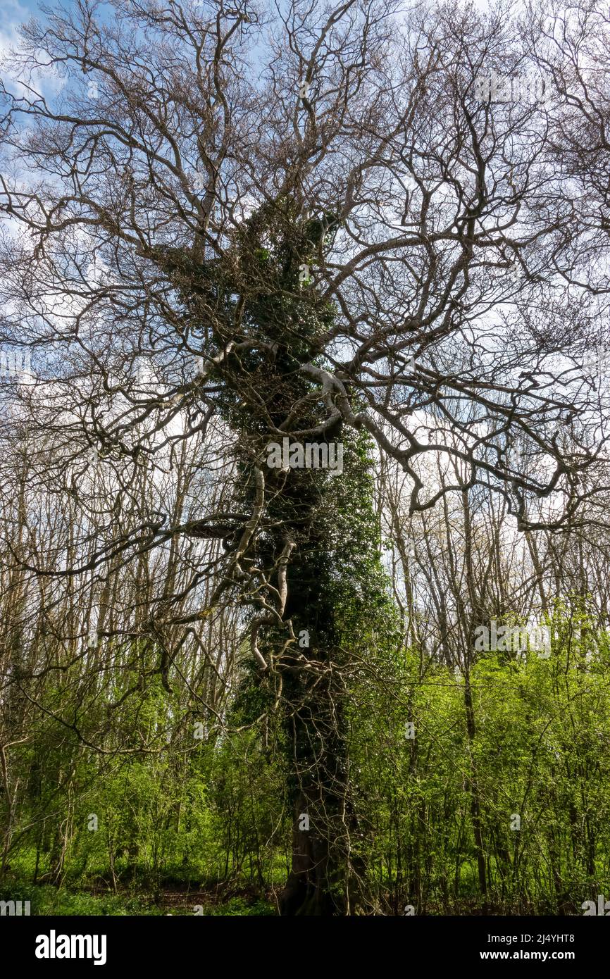 looking at the twisted and gnarled branches of a curly oak tree ...