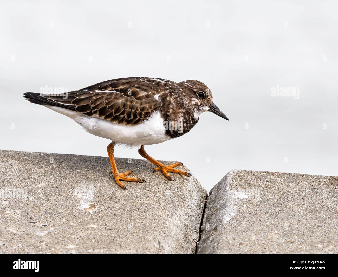 Juvenile ruddy turnstone bird hi-res stock photography and images - Alamy