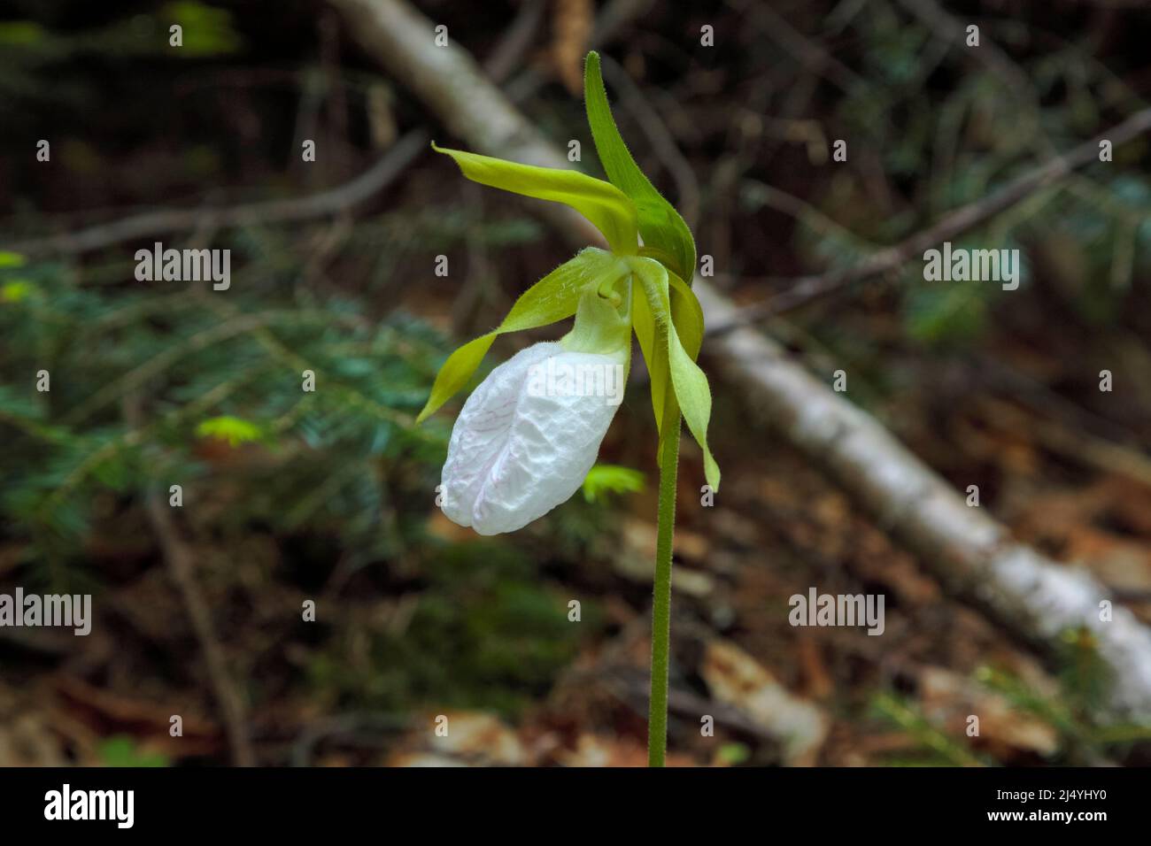 Lady's Slipper -Cypripedium acaule- in the New Hampshire White ...