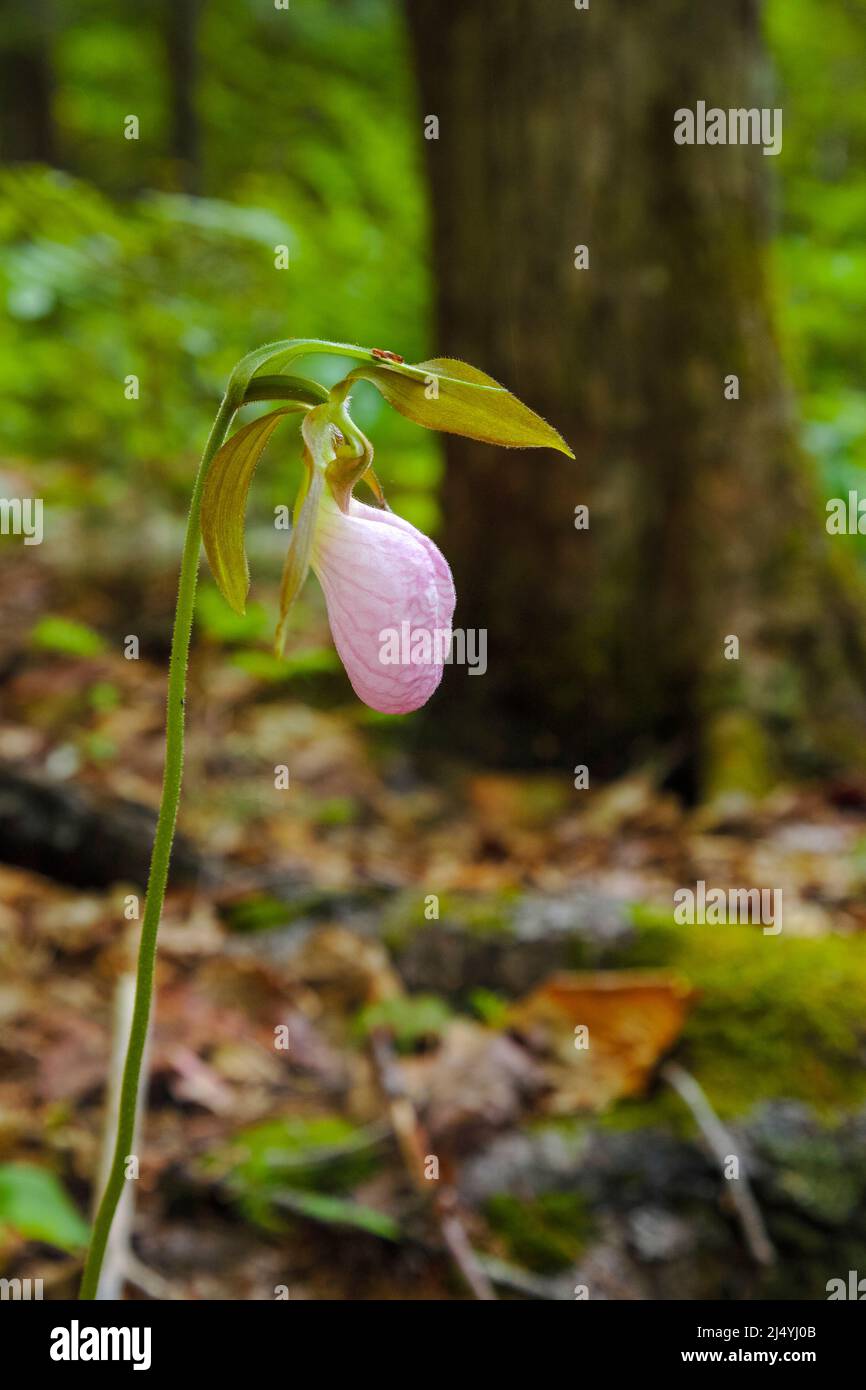 Lady's Slipper -Cypripedium acaule- in the New Hampshire White ...