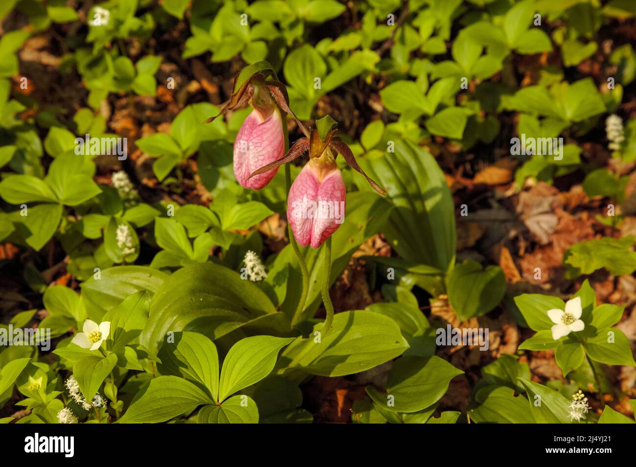 Lady's Slipper -Cypripedium acaule- in the New Hampshire White ...