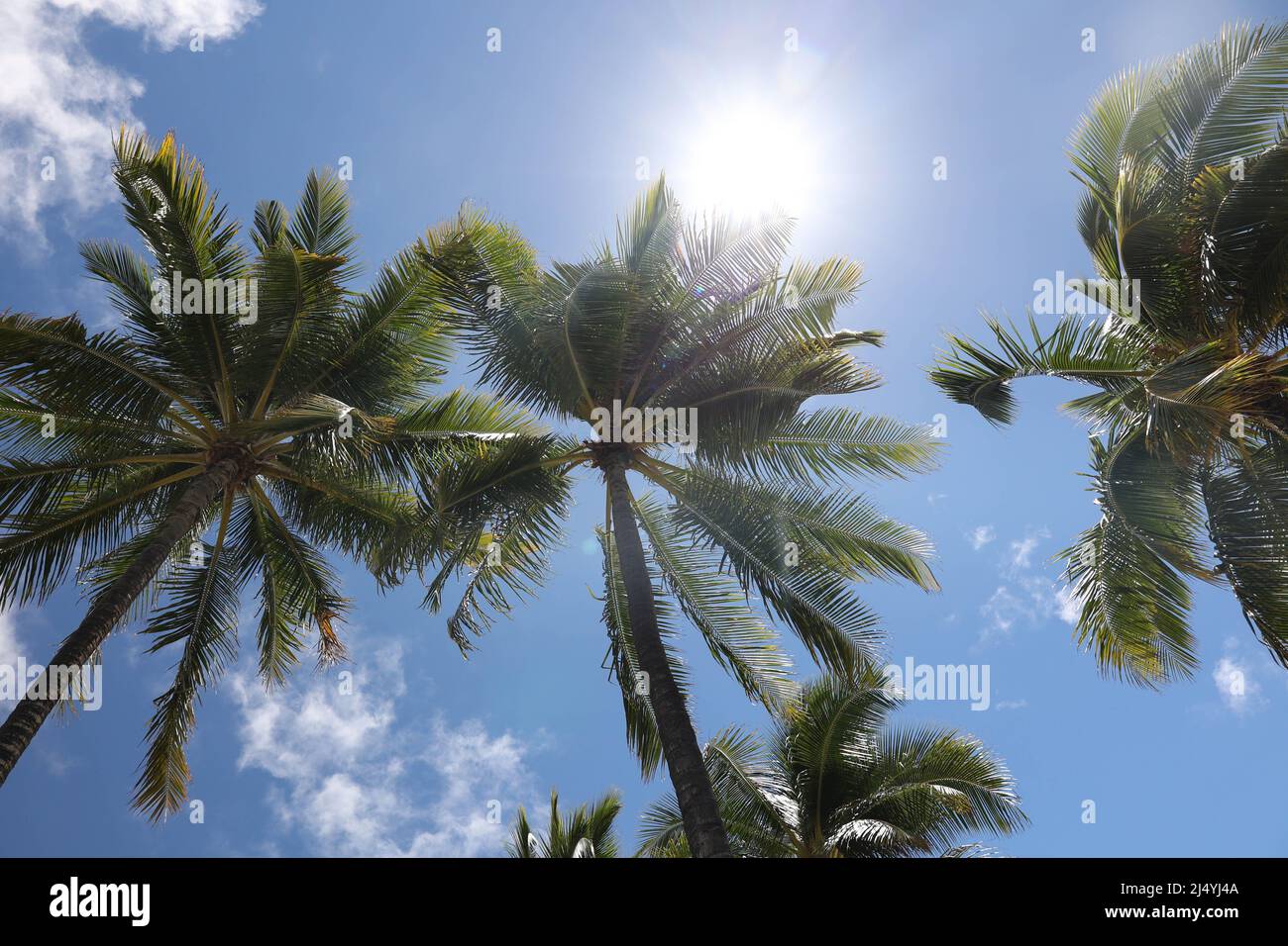 Hawaii palm tree blue sky hi-res stock photography and images - Alamy