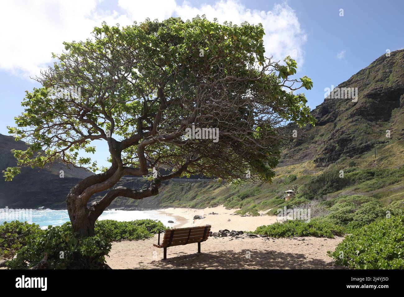 Bench under shade tree hi-res stock photography and images - Alamy