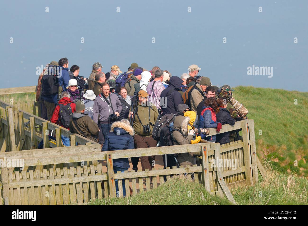 Birdwatchers gather at Bempton Cliffs Nature Reserve to see a rare ...