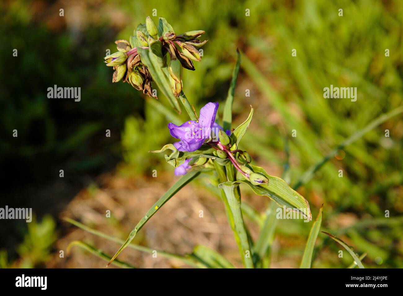 Blue Spiderwort -Commelina coelestis- during the summer months in New ...