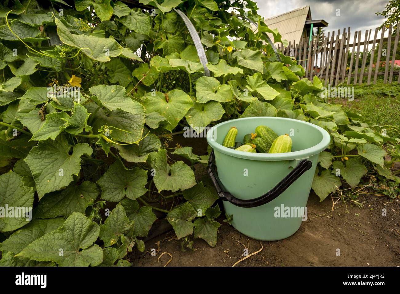 Cucumber plant bucket hi-res stock photography and images - Alamy