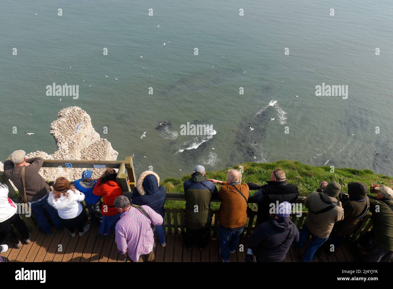 Birdwatchers gather at Bempton Cliffs Nature Reserve to see a rare ...