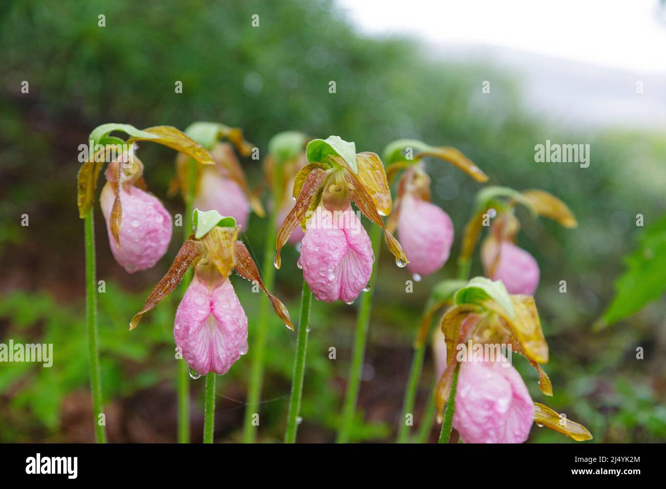 Lady's Slipper -Cypripedium acaule- in the New Hampshire White ...