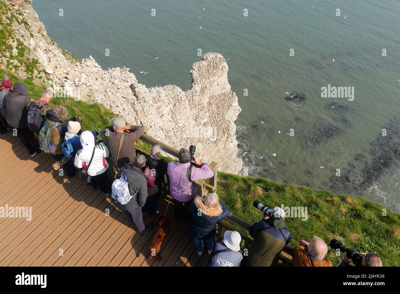 Rare sighting bird uk hi-res stock photography and images - Alamy