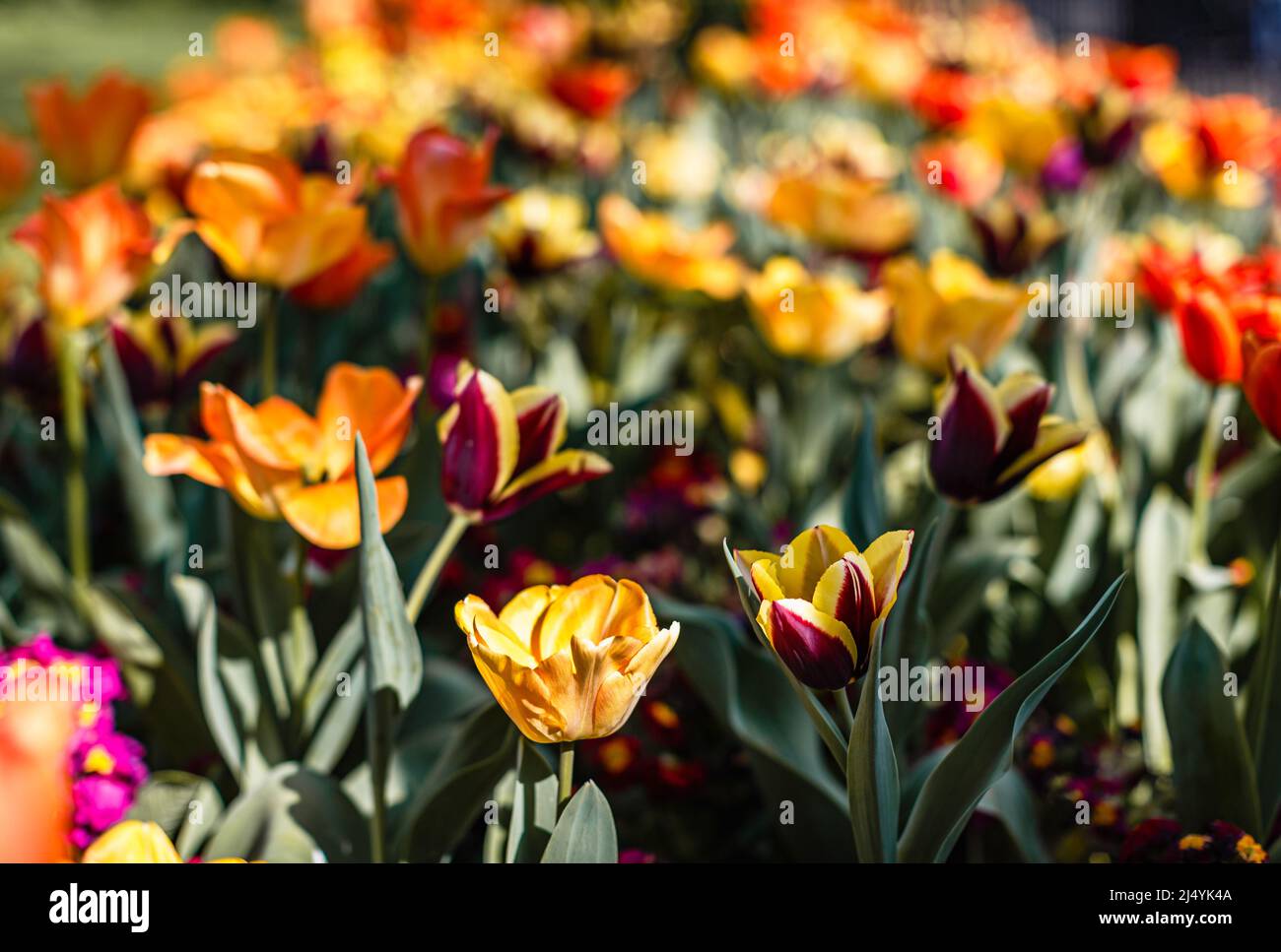 Burst into bloom hi-res stock photography and images - Alamy