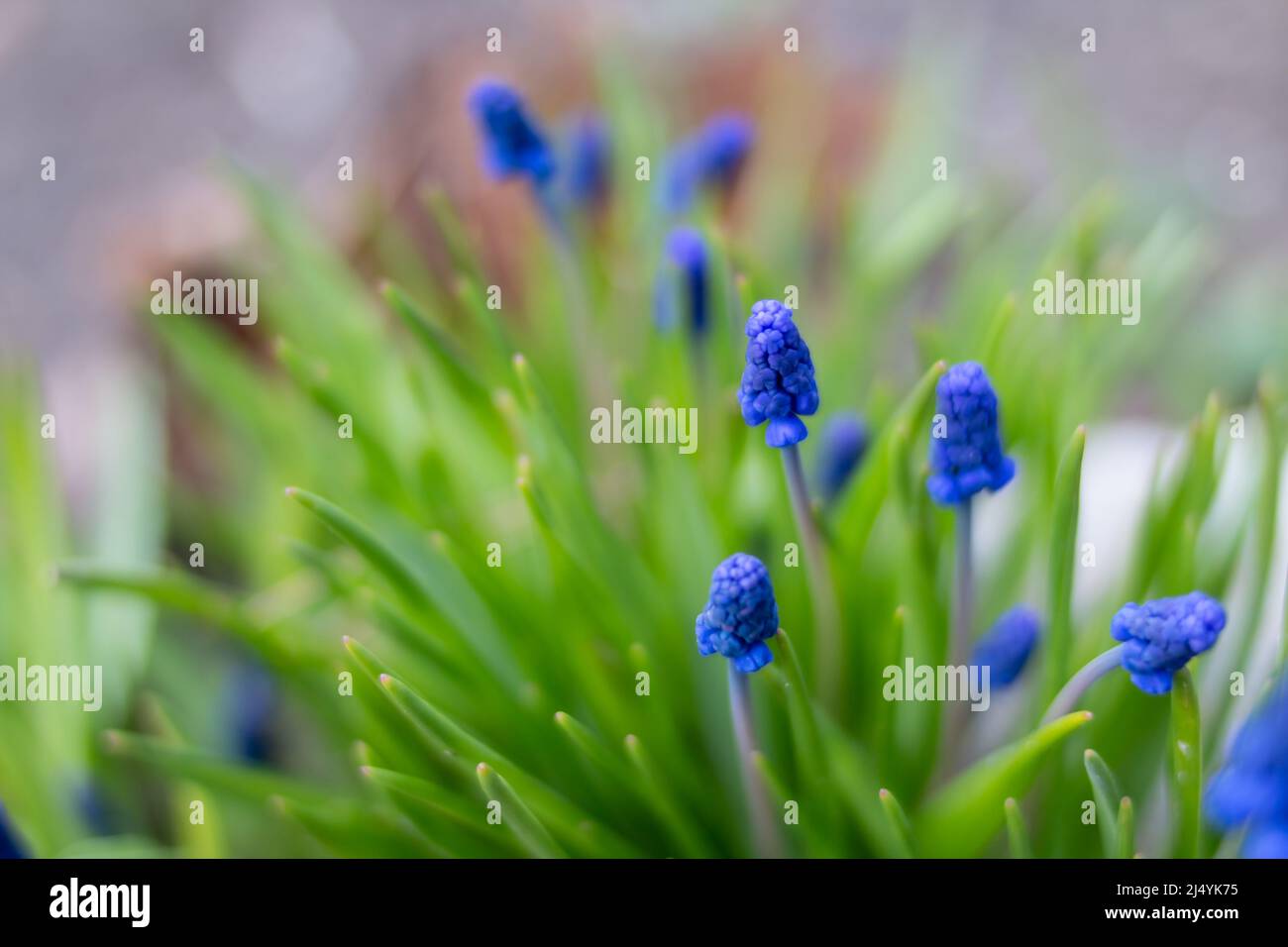 Blue Grape Hyacinth. Flowers Muscari. flowers in spring garden. Muscari ...