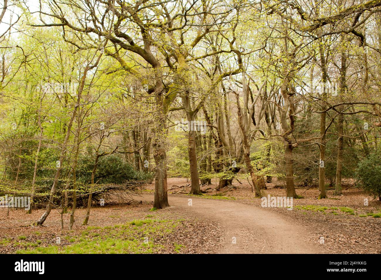 Thames Valley Epping Forest Essex, England UK Europe Stock Photo - Alamy
