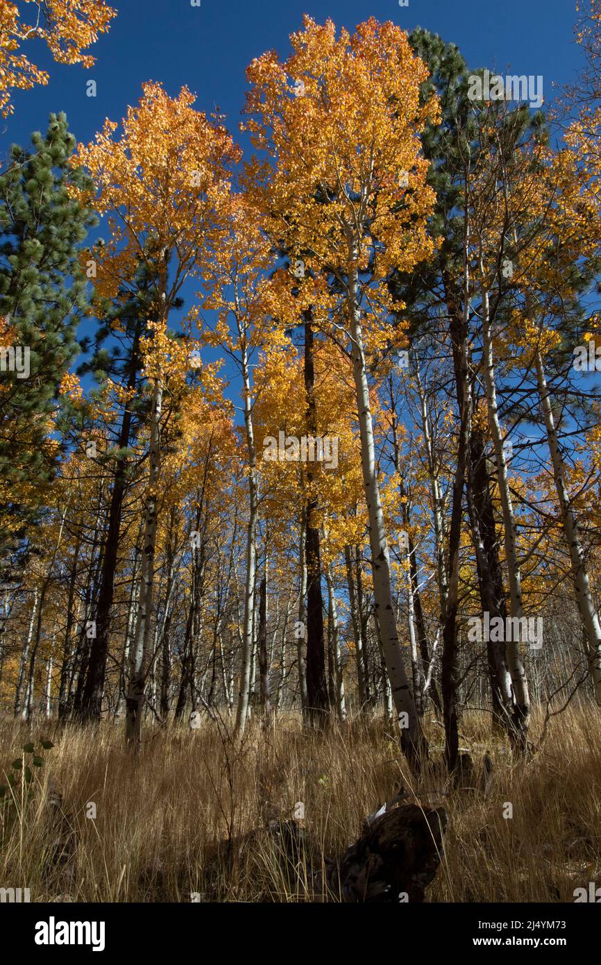 Fall foliage aspen california hi-res stock photography and images - Alamy