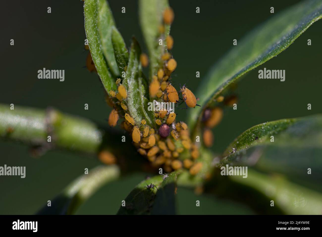 Aphids, Aphidoidea Stock Photo - Alamy