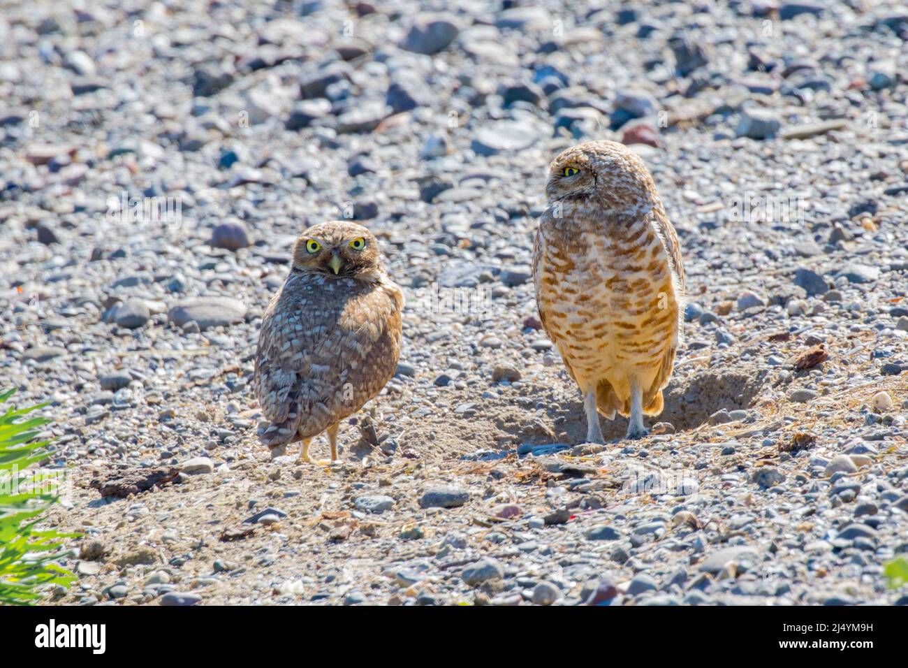 Burrowing owl pair hi-res stock photography and images - Alamy