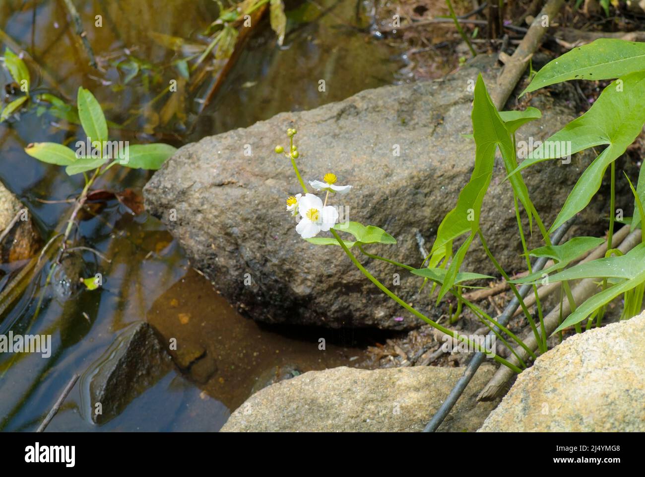 Wetlands duck potato hi-res stock photography and images - Alamy