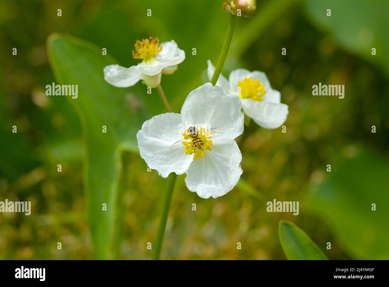 Swamp potato hi-res stock photography and images - Alamy