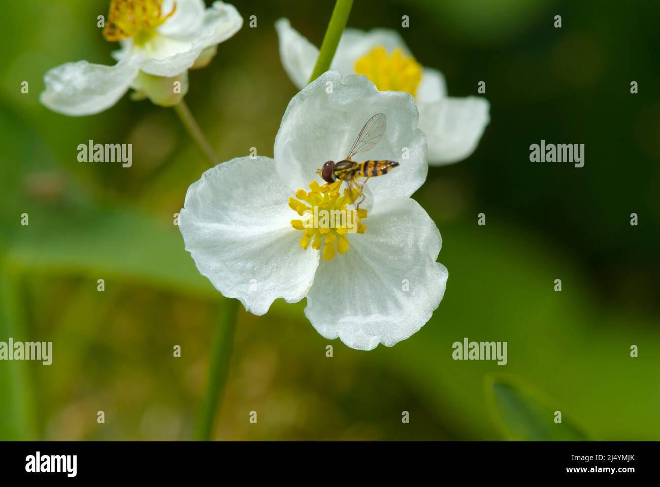 Sagittaria latifolia hi-res stock photography and images - Alamy