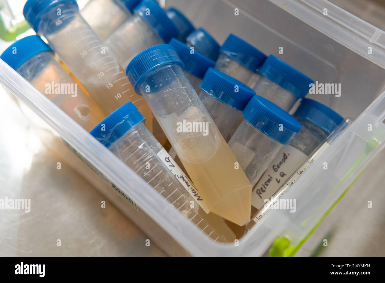 centrifuge tube with a nutrient medium for the development of mycelium ...