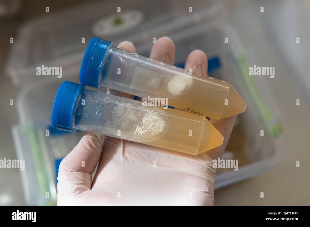 centrifuge tube with a nutrient medium for the development of mycelium ...