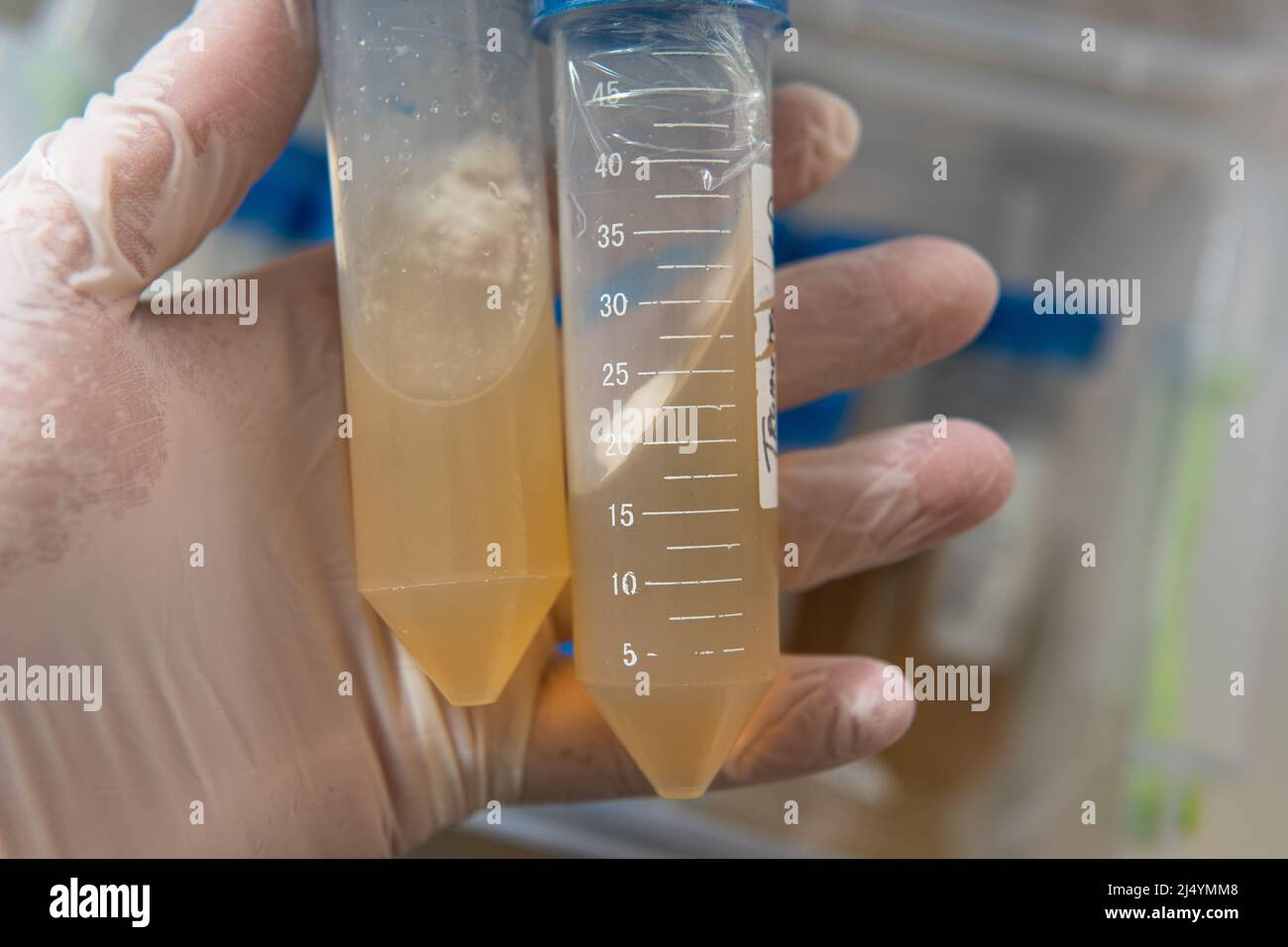 centrifuge tube with a nutrient medium for the development of mycelium ...