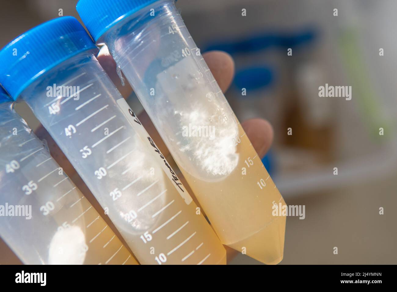 slants with agar for research. Mycology and cultivation of fungi Stock ...