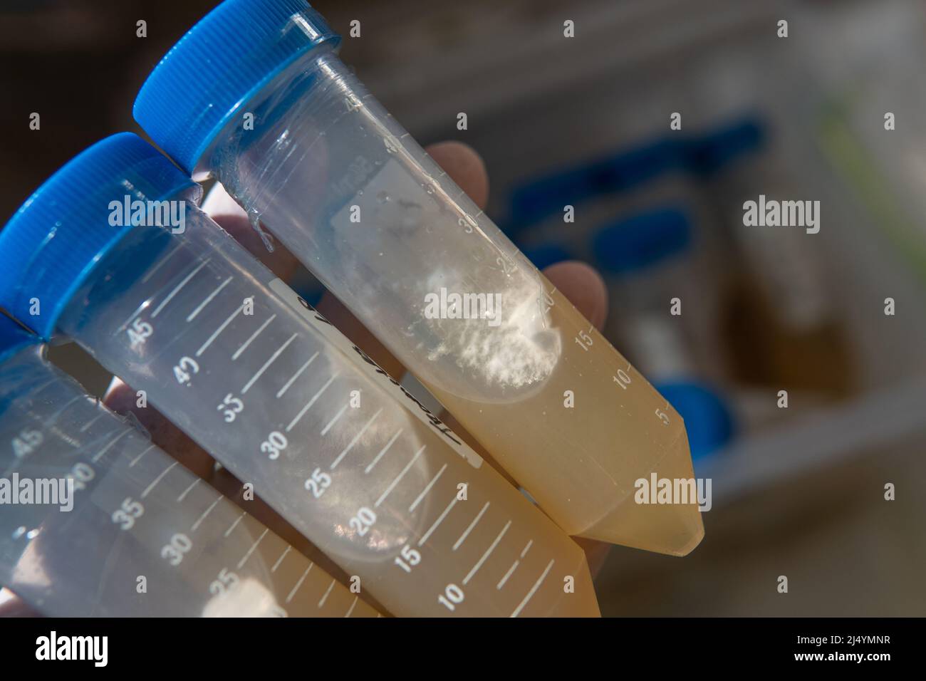 centrifuge tube with a nutrient medium for the development of mycelium ...