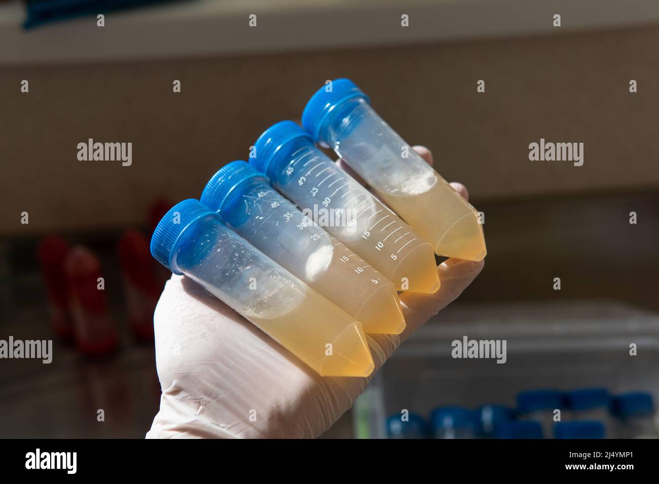 slants with agar for research. Mycology and cultivation of fungi Stock ...