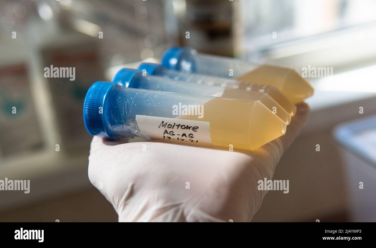 petri dishes with agar. Microbiology and mycelium Stock Photo - Alamy