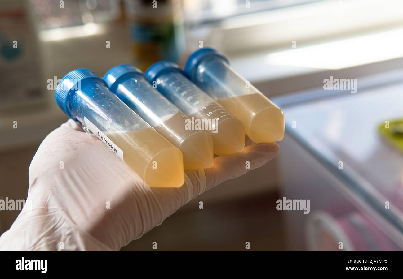 centrifuge tube with a nutrient medium for the development of mycelium ...