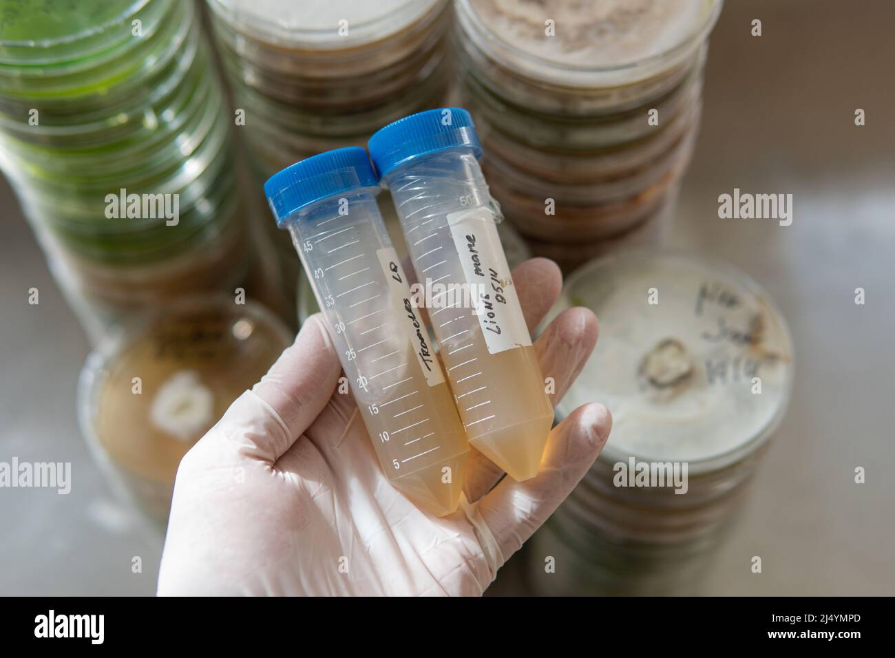 slants and petri dishes with agar for research. Mycology and ...