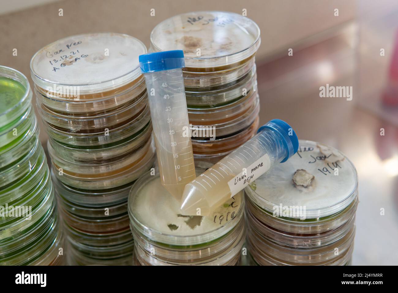 Selection and cultivation of mycelium. Mushroom cultivation around the ...