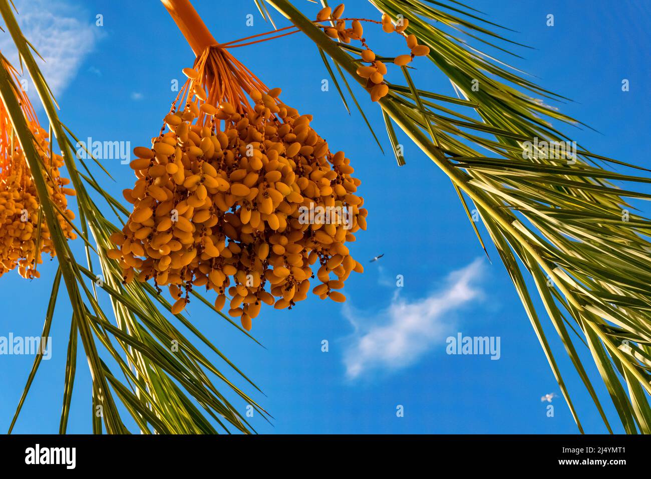 Bunch of dates hi-res stock photography and images - Alamy