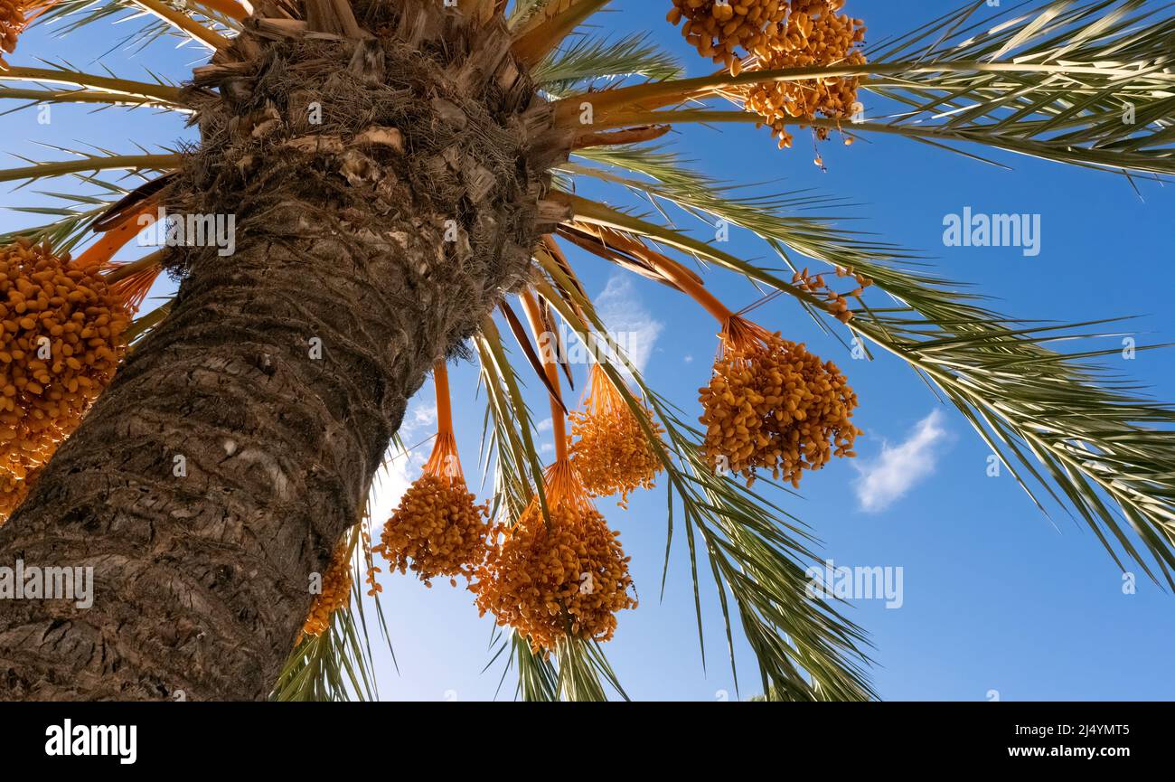 Bunch of dates hi-res stock photography and images - Alamy