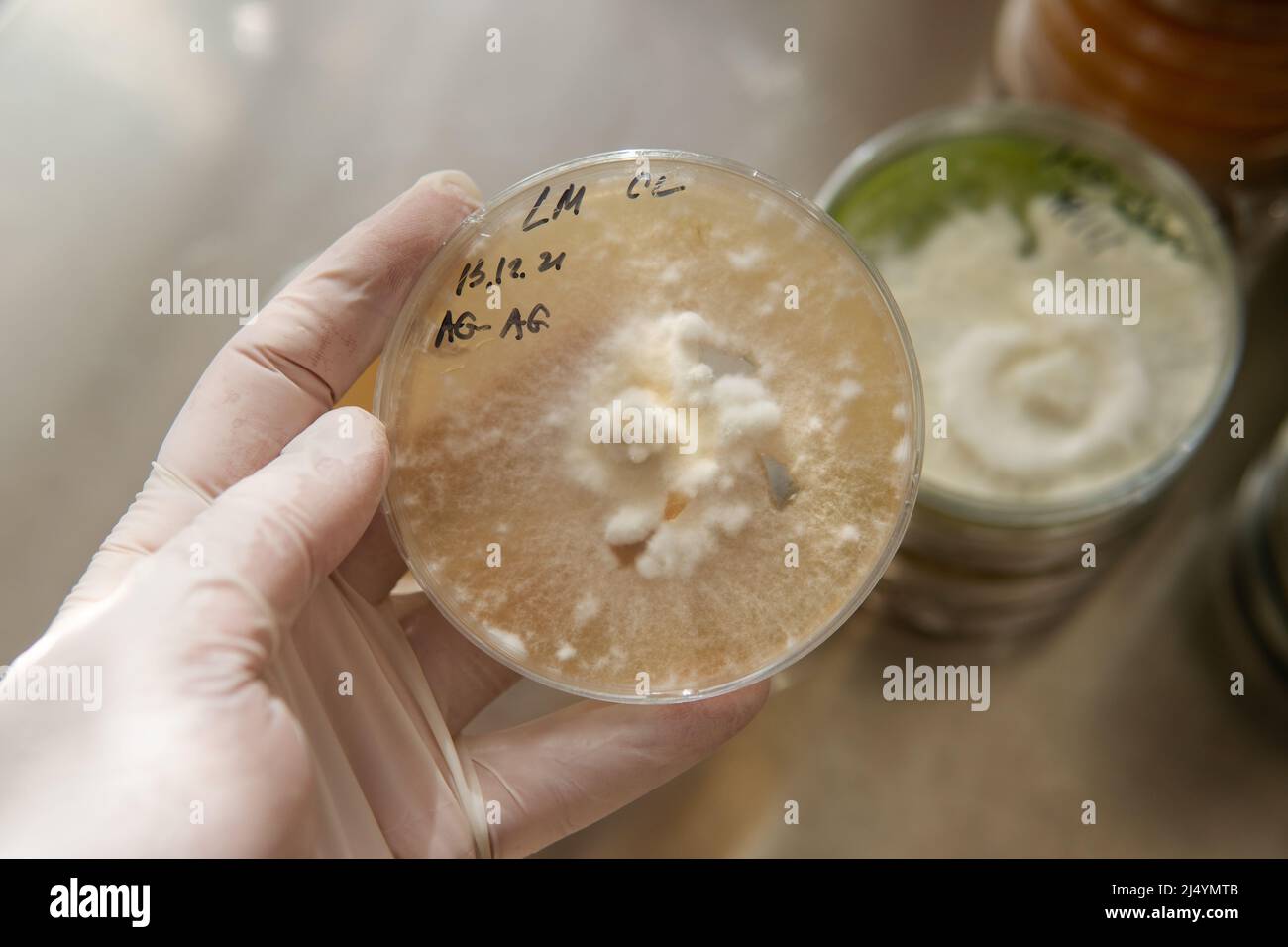 cultivation of exotic medical mushrooms. Mental and physical health due ...