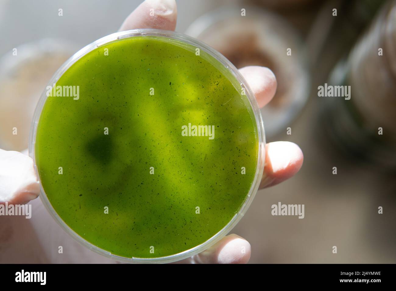 Selection and cultivation of mycelium. Mushroom cultivation around the ...